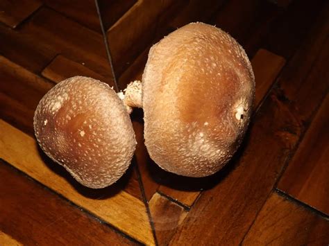 The Ultimate Guide To Growing Shiitake Lentinula Edodes Mushrooms The Spore Depot