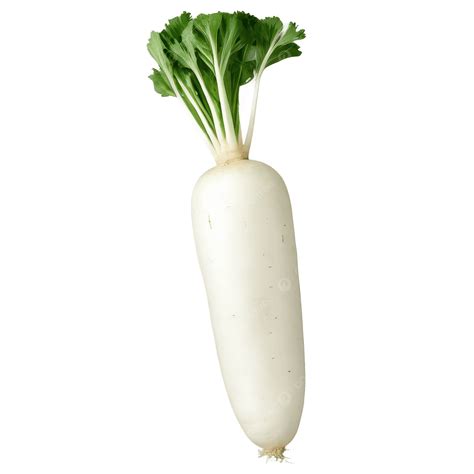 Fresh White Radish With Green Top On Light Background Vegetable Root