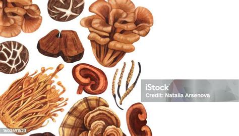 수채화 약용 버섯 프레임 적응성 식물 손으로 그린 그림은 흰색 배경에 분리되어 있습니다 건강한 한약 인기 슈퍼푸드 디자인 포장을 위한 완벽한 개념입니다 0명에 대한 스톡