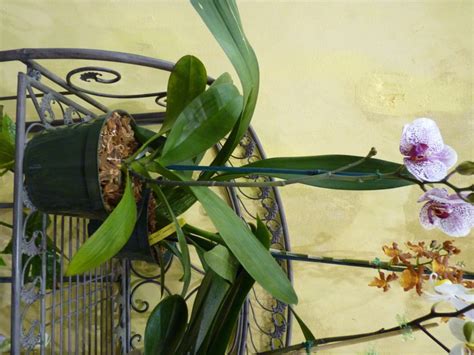 Orchid Fertilizing Tips Suffolk Orchids