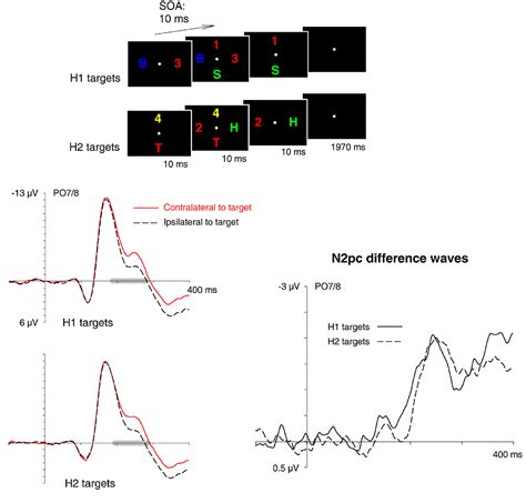 Figure 1 From Attentional Selection Processes Operate Independently And In Arallel For Multiple