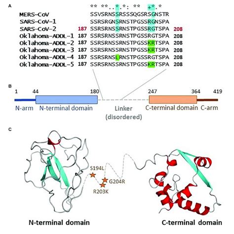 Mutations In The Nucleocapsid Protein The N Gene Product Plays A Download Scientific Diagram