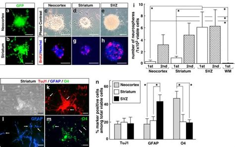 Environmental Impact On Direct Neuronal Reprogramming In Vivo In The Adult Brain Abstract