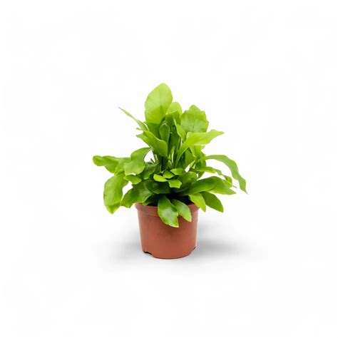 Asplenium Nidus Buy Birds Nest Fern At Foliage Factory