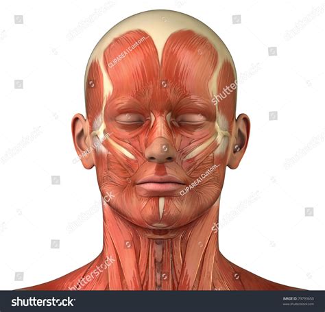 Male Head Muscular System Anatomy Frontal Stock Illustration 79793650