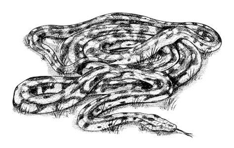 Pythonidae ou python boinae ou boas ou boids serpent non venimeux reptilia illustration gravée à