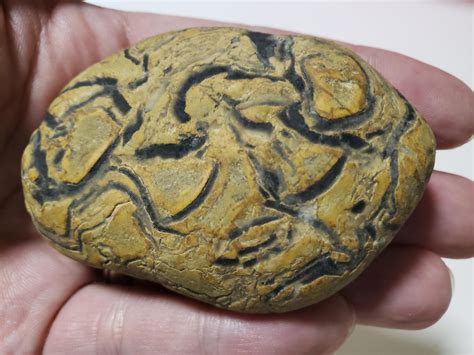 Todays Landscaping Gravel Find Is This A Fossil Or Just A Funky Rock R Fossilid