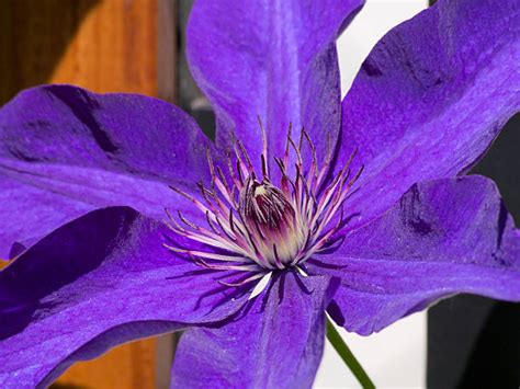 70 Climatis Fotografías De Stock Fotos E Imágenes Libres De Derechos