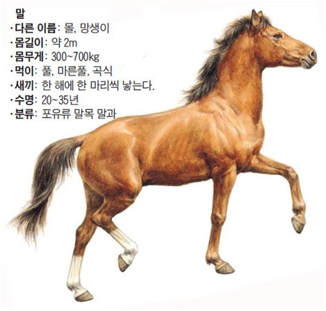 사람처럼 무리지어 생활하는 말 콧바람 맡으며 절친 구분한대요 프리미엄조선