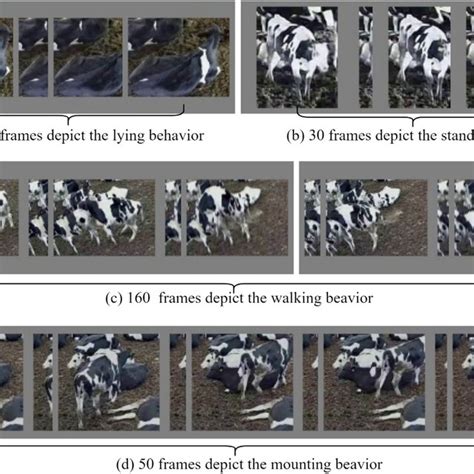 example of dairy cow behavior data download scientific diagram