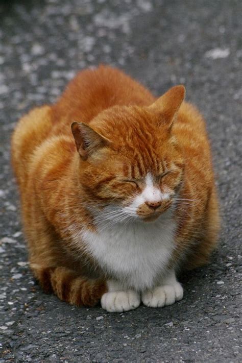 Those Who Are Sex Repulsed How D You Figure It Out R Asexual