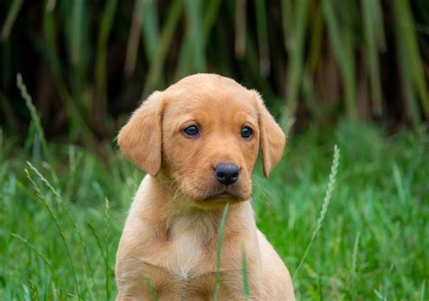 Retriever Labrador Puppies