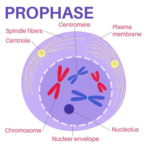 Early Prophase Diagram