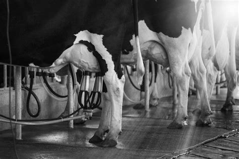 Zinpro® Firststep® On Farm Workshop Registration Chemuniqué