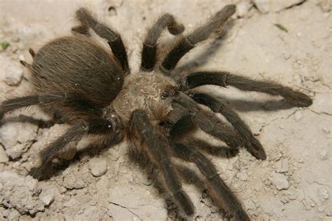 Everything To Know About The Texas Brown Tarantula