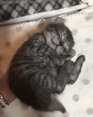 Sleepy Kitten Animated 