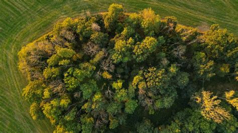 Is It A Park Is It A Council Green Space No Its A ‘tiny Forest Abc Listen