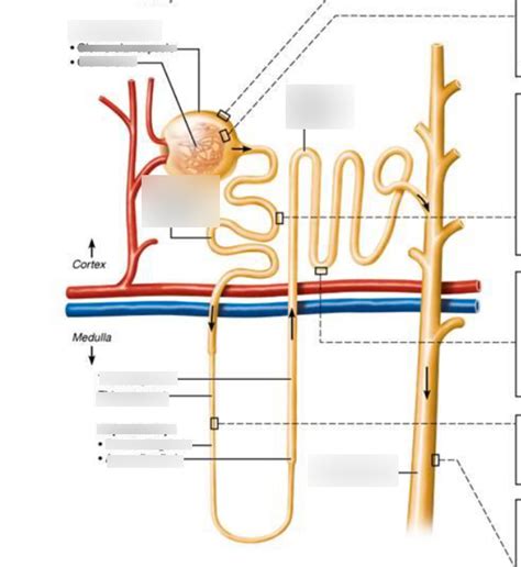 Exam 7 Urinary System Diagram Quizlet