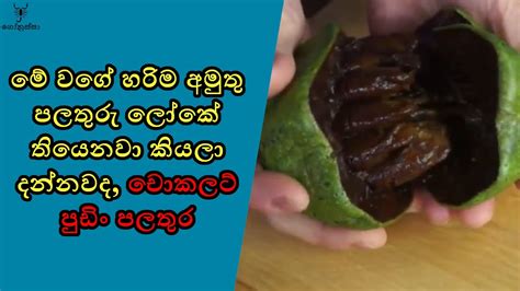 ගස්වල හැදෙන චොකලට් පුඩිං කාලා තියෙන්නේ කවුද 😍 Youtube