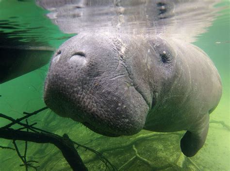 About 1000 Manatees Piled Together In A Florida Park Setting A