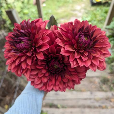 Danique Dahlia Tuber