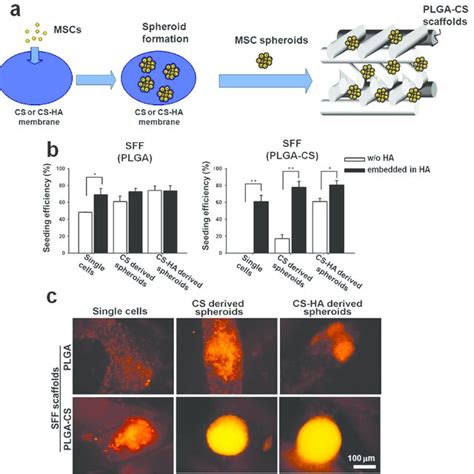 Building The Engineered Constructs From Msc Spheroids And Sff