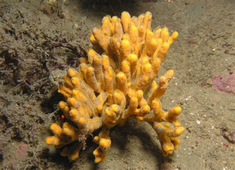 Todo Sobre La Esponja De Mar ¿qué Es Tipos Características Y Más