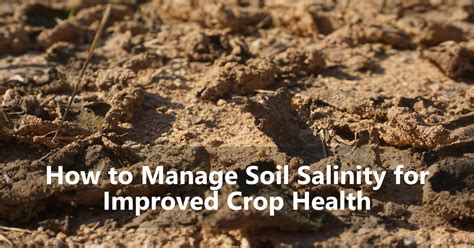 How To Manage Soil Salinity For Improved Crop Health AgNote