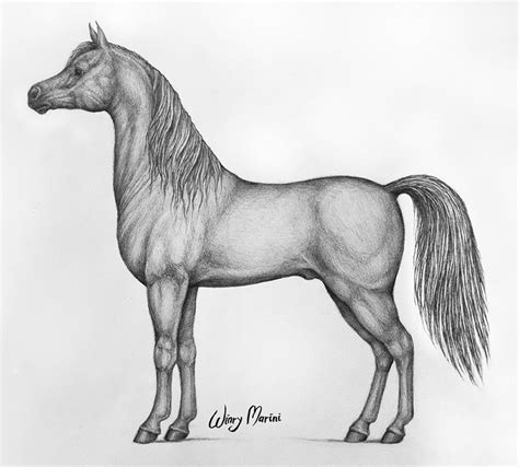 How To Draw An Arabian Horse Transportationlift