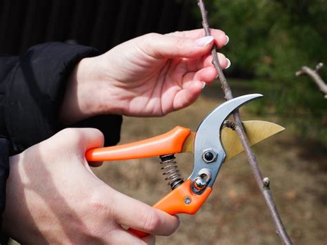 Premium Photo Pruning A Fruit Tree In Spring Female Hands With Pruning Shears Carry Out Garden