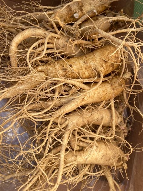 진안 수삼 인삼 입니다 전라북도 진안군 정천면 비즈프로필