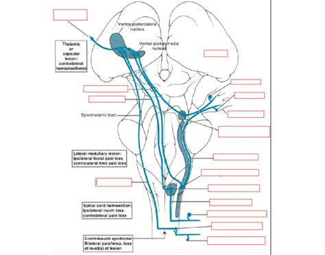 Trigeminothalamic Tract 2 Quiz