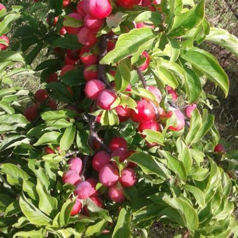 Купить саженцы Слива Алтайская юбилейная в Москве по цене 590 р с доставкой в Подмосковье