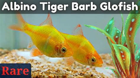Gold Tiger Barb