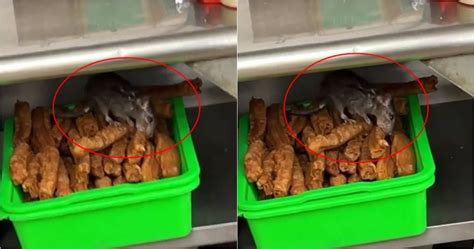 早餐店主廚是牠？餐台下驚見「老鼠趴油條堆狂嗑」 網噁翻：料理鼠王？ 生活 Ctwant