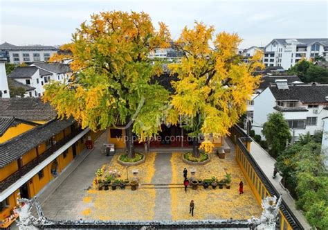 江苏苏州定慧寺古银杏身披黄金甲 人民图片网