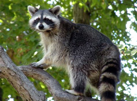 Raccoon Removal Lake County Illinois Mchenry County Raccoon Removal