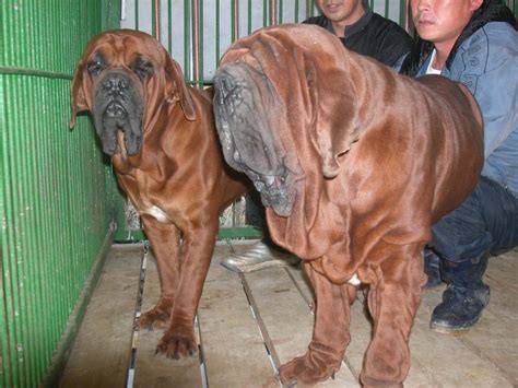 Saluki Vs Korean Mastiff Breed Comparison Mydogbreeds