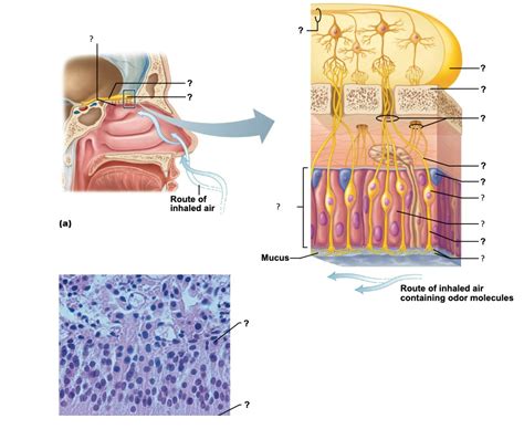 Olfactory Epithelium Diagram Quizlet Olfactory Epithelium Diagram Quizlet