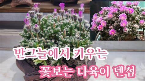 반그늘에서 키우는 꽃보는 다육이덴섬 키우는법 물관리법 Youtube