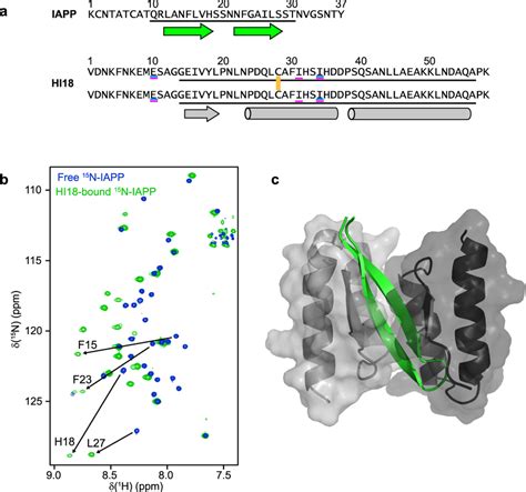 胰岛淀粉样多肽的β 发夹结合到聚集抑制剂。 Scientific Reports X Mol