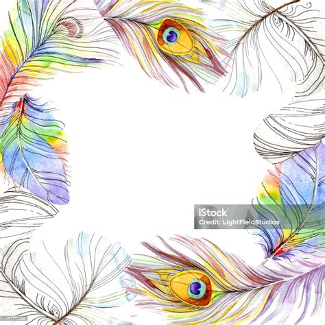 다채로운 조류 깃털 날개 고립 수채화 배경 그림 설정 합니다 프레임 테두리 장식 스퀘어입니다 공작 깃털에 대한 스톡 벡터 아트 및 기타 이미지 Istock