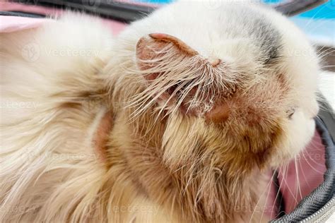 Common Skin Problems In Cats Cat Scratching Or Licking Themselves Due