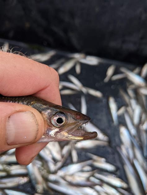 Bait Profile Of The Rainbow Smelt In Michigan — Jeff Elliott Outdoors