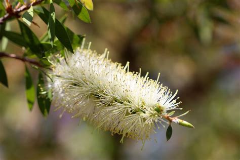 9 Plants That Like Wet Feet Australian Guide Ultimate Backyard