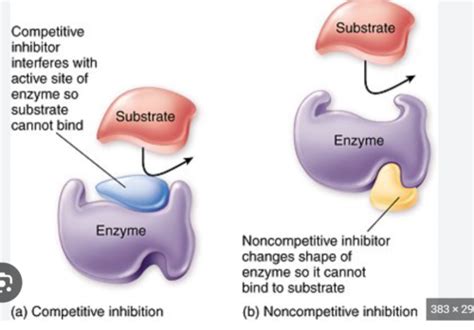 Lab 6 Enzyme II Flashcards Quizlet