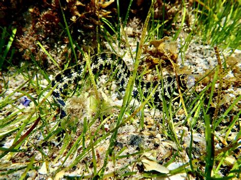 Seagrass Ocean Education And Conservation