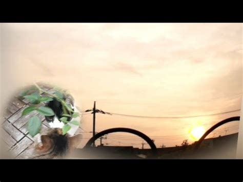 4 15 am 小鳥の囀ずり Birds Chirping poconana cat猫498 YouTube