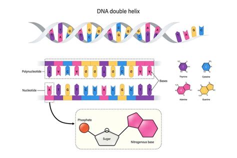 Deoxyribose Dna