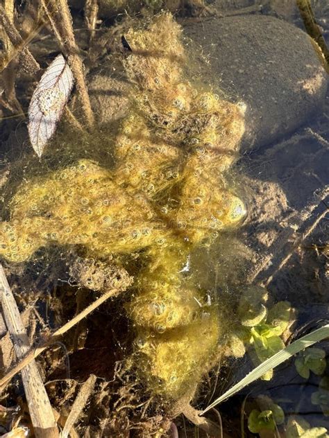 Underwater Algae And Air Bubbles In Sunlit Stream Stock Image Image Of Rock Bubbles 373920553